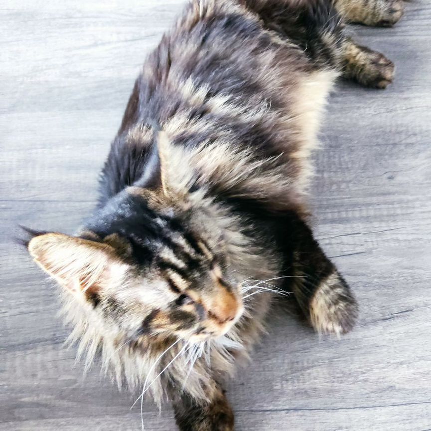 Мэйн кун бесплатно