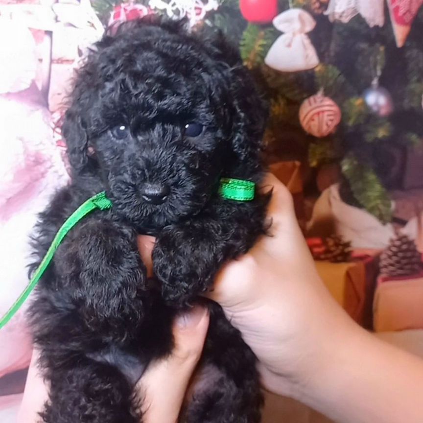 Той-пудель, щенок