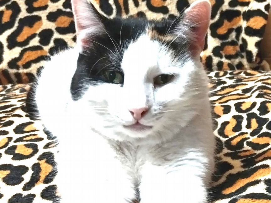 Кошечка Кася