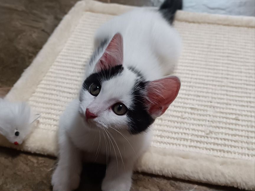 Котёнок