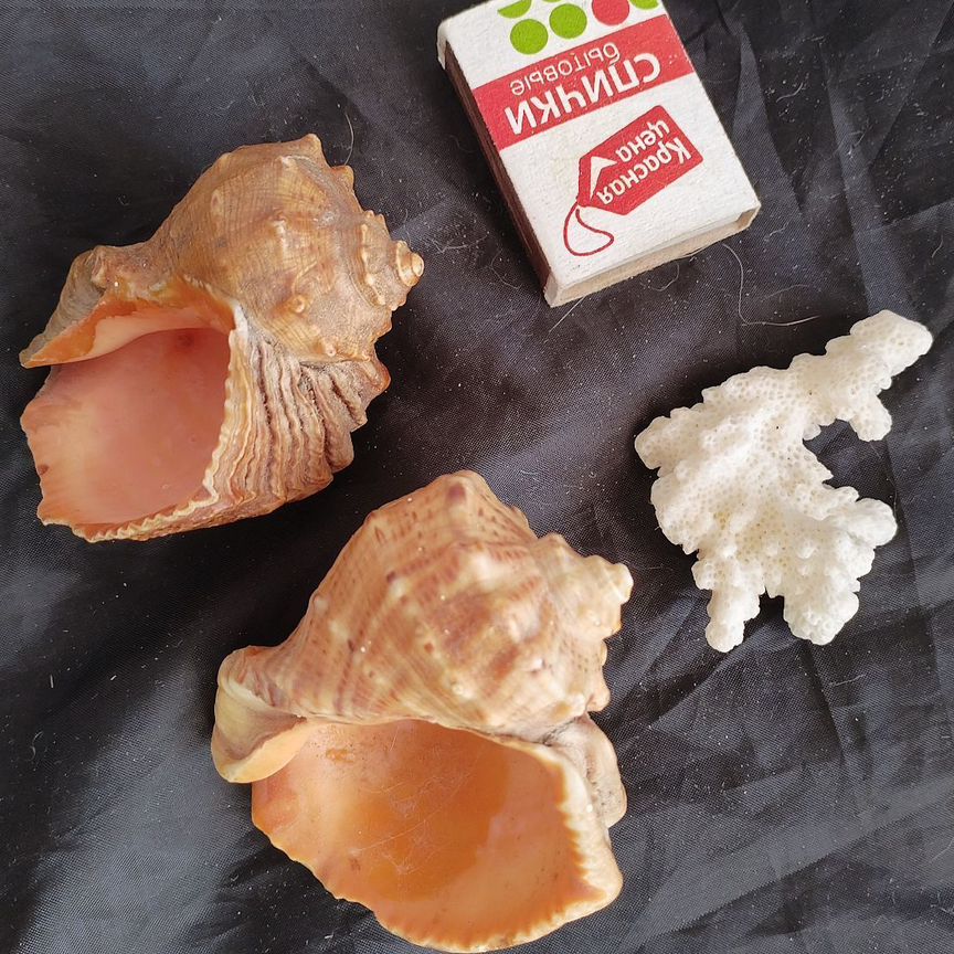 Морские ракушки раковины