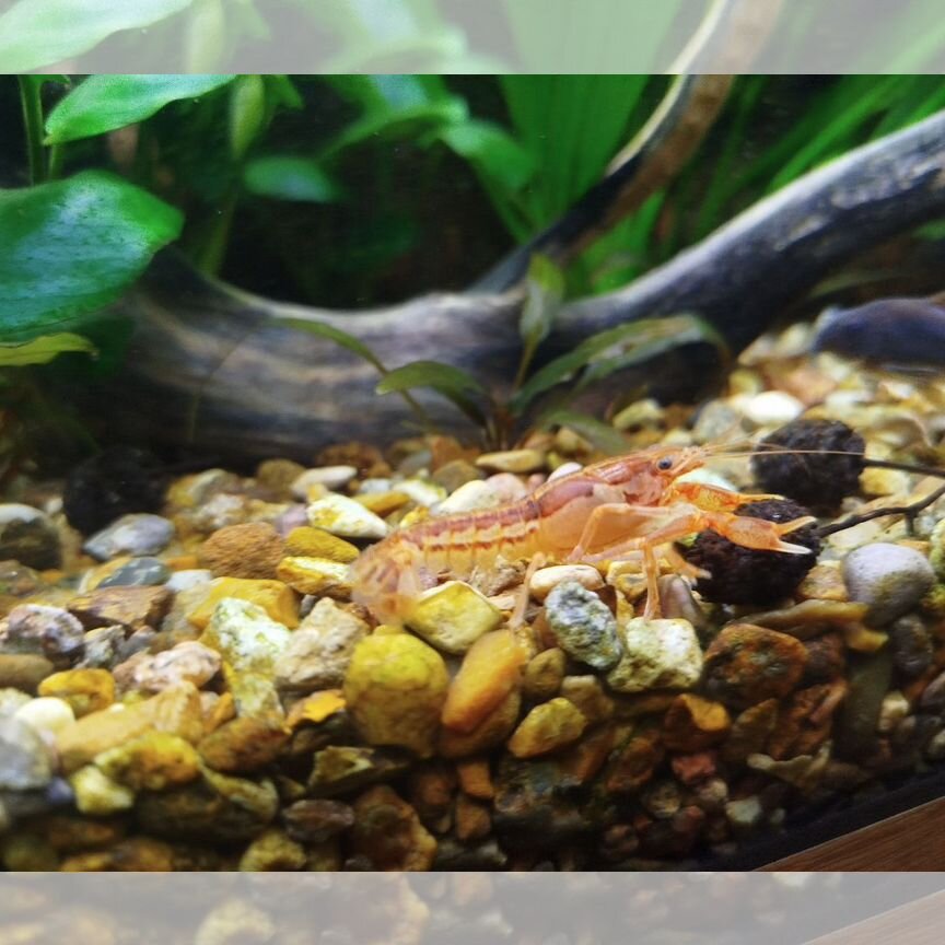 Мексиканский рак карликовый