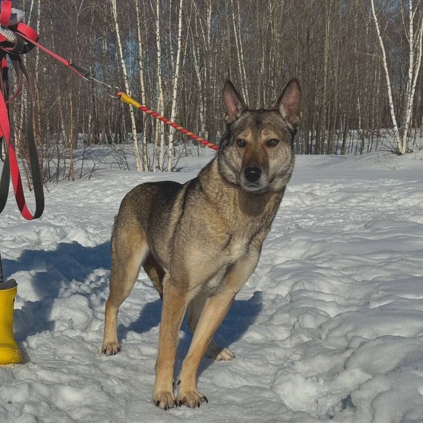 Собака боится остаться одна