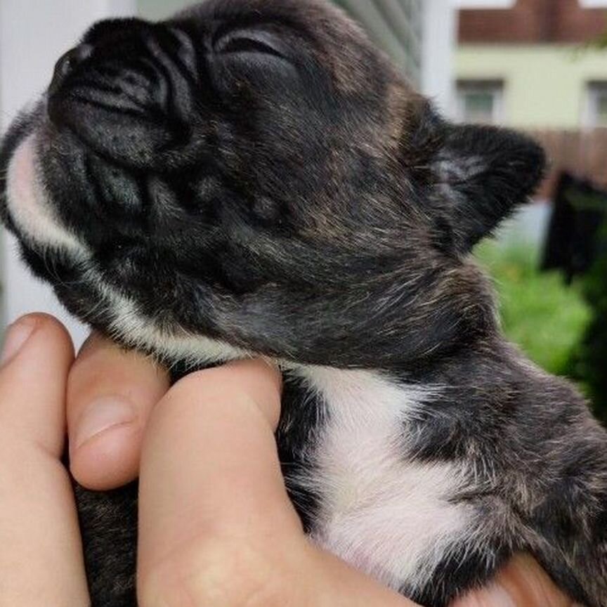 Малютки ждут хороших хозяев