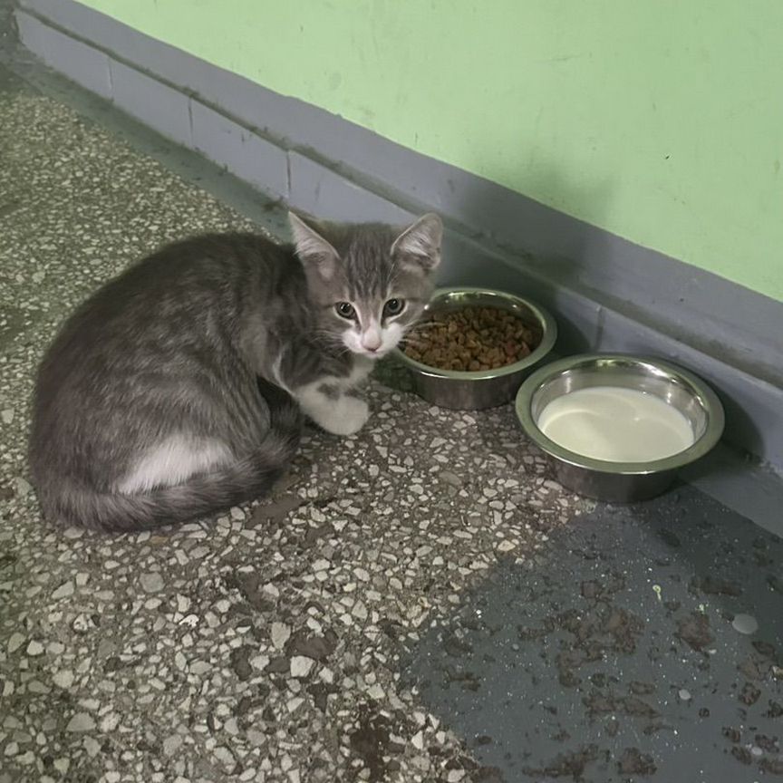 Котенок найденыш
