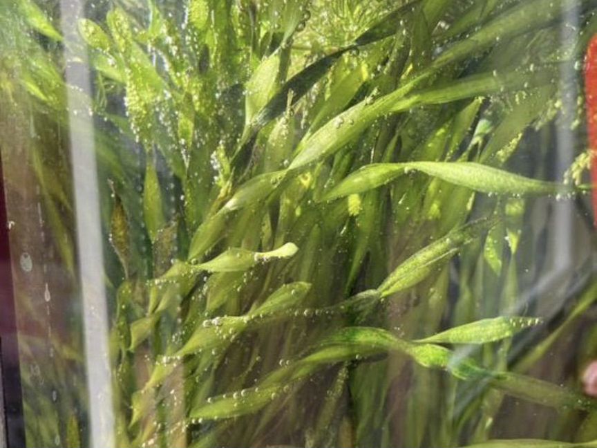 Аквариумное растение валлиснерия спиральная