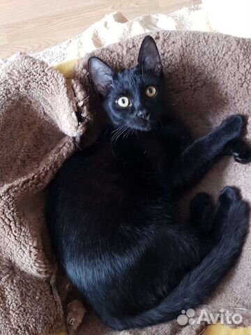 Котенок черный 6мес Моня привит гипер ласковый