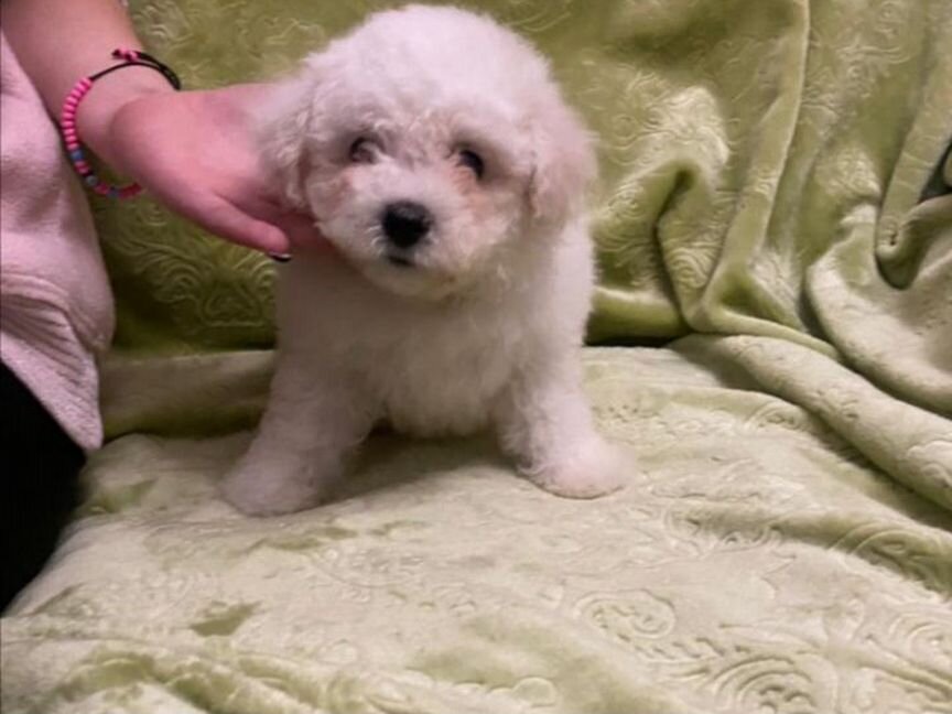 Бишон фризе