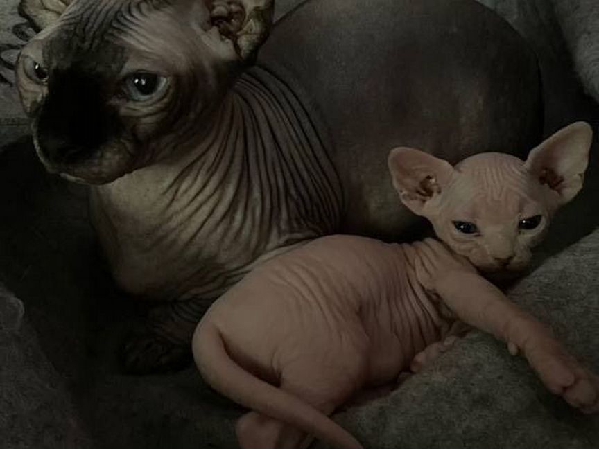 Котята сфинкс Бамбино