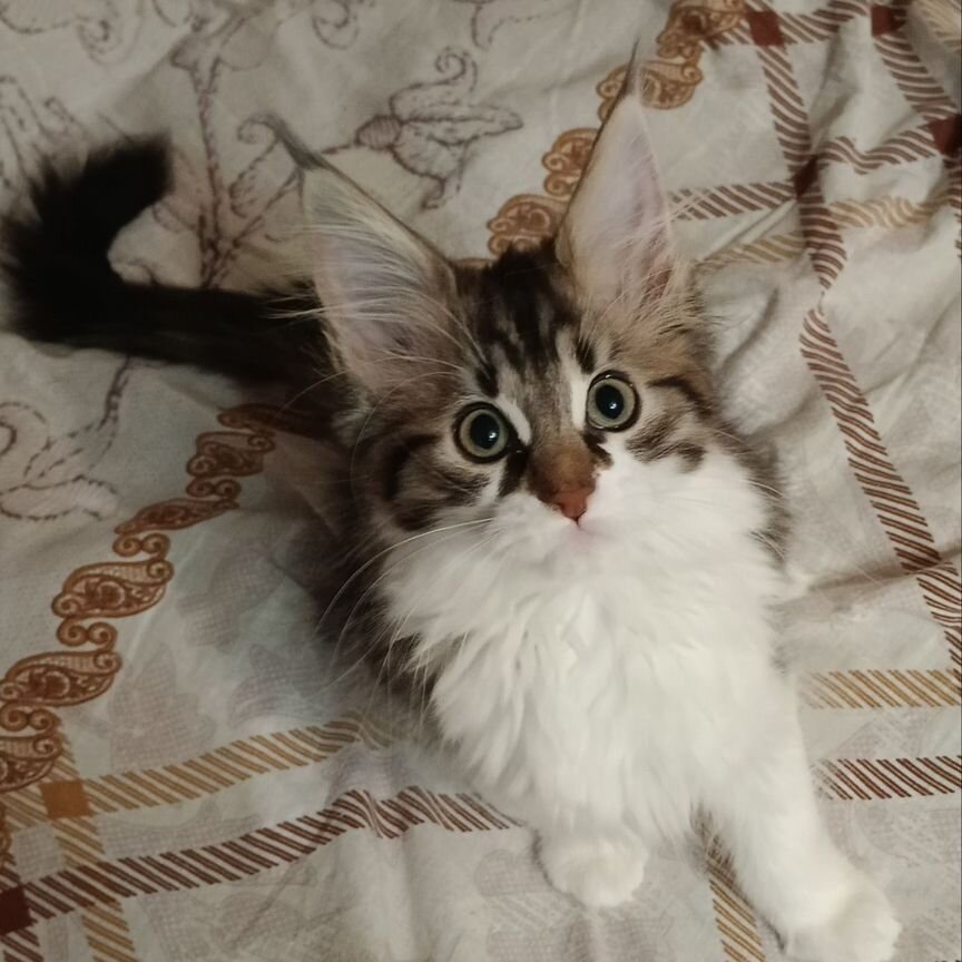 Котята мейн-кун