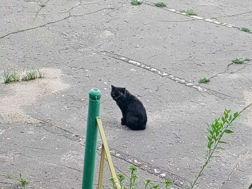 Брошенный котик