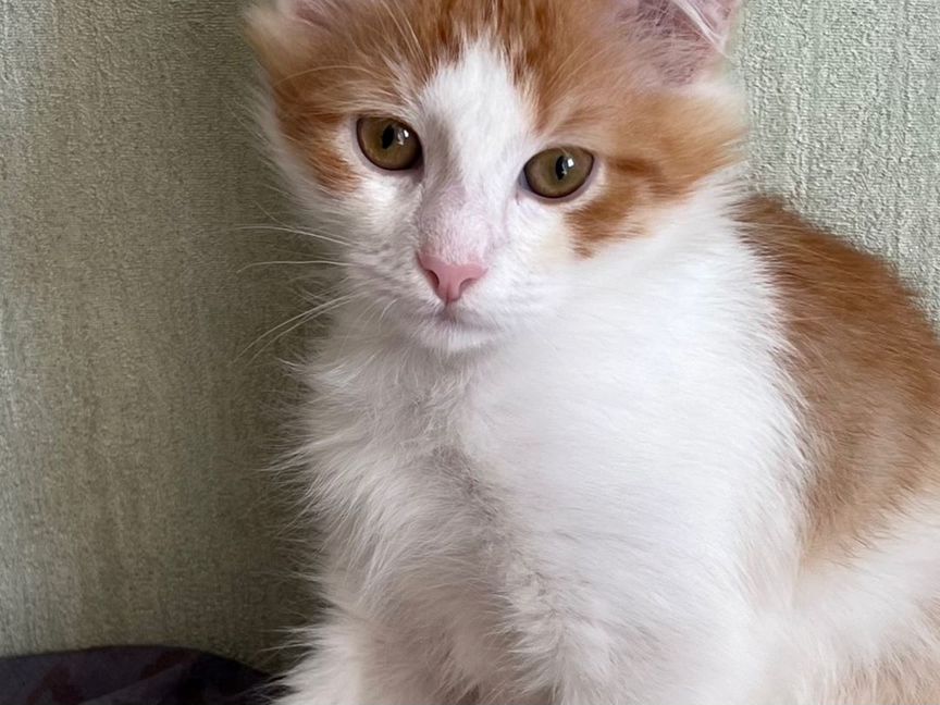 Котенок Лелик смешное создание в добрые руки