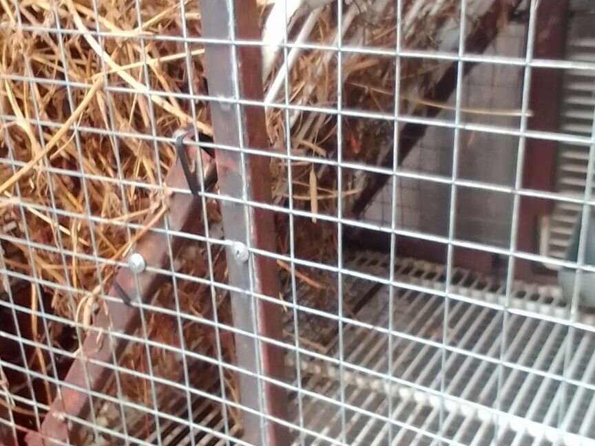 Продаю клетку для кроликов