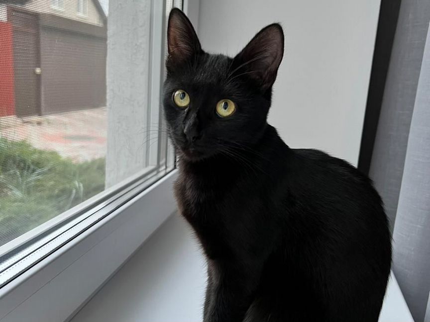 Кошечка в добрые руки