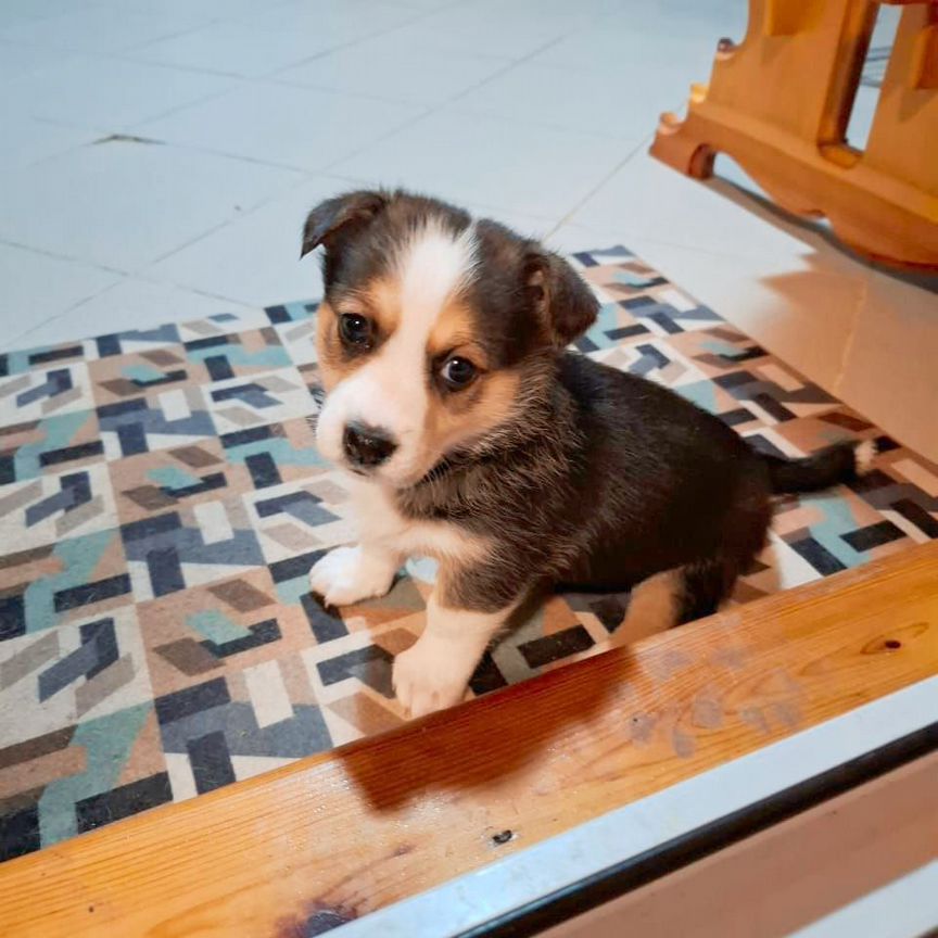 Кутята корги - метисы. г.Самара