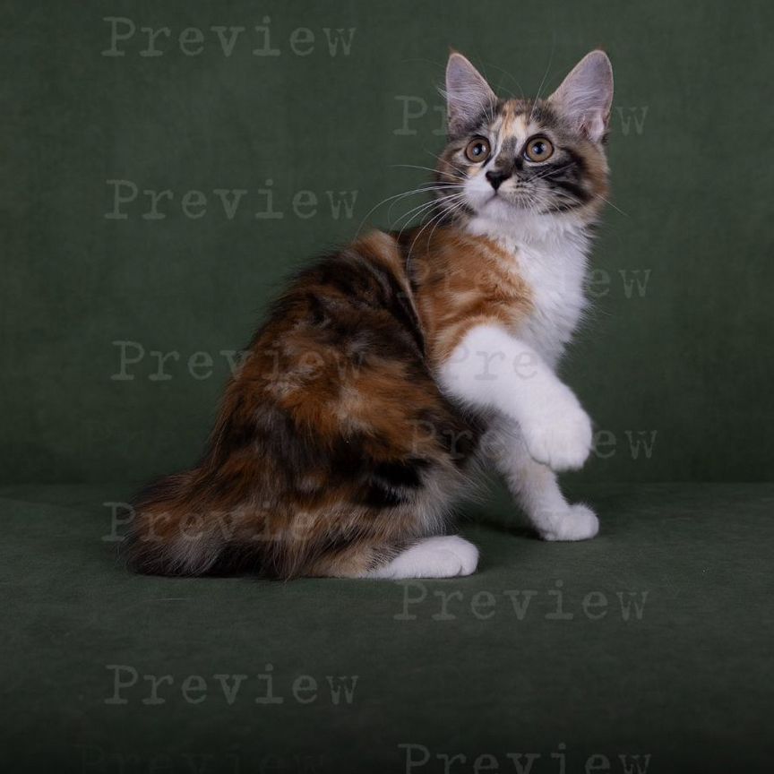 Котята Курильский бобтейл из питомника