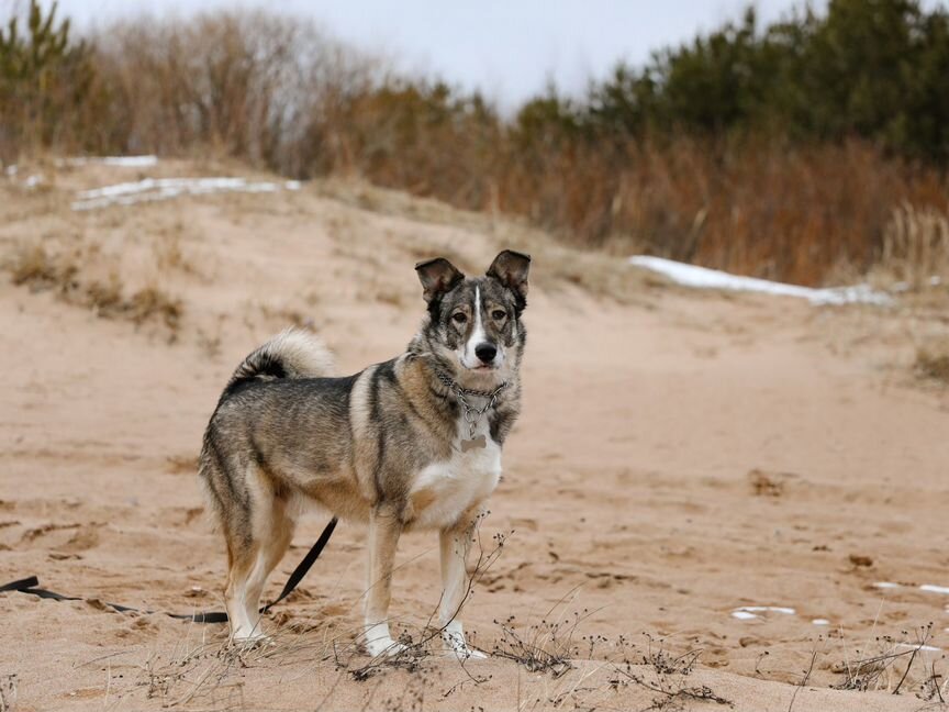 Пёс ищет семью