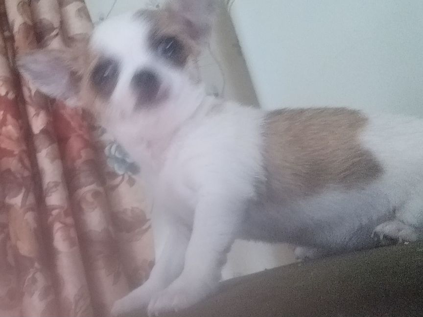 Щенок чихуахуа мини