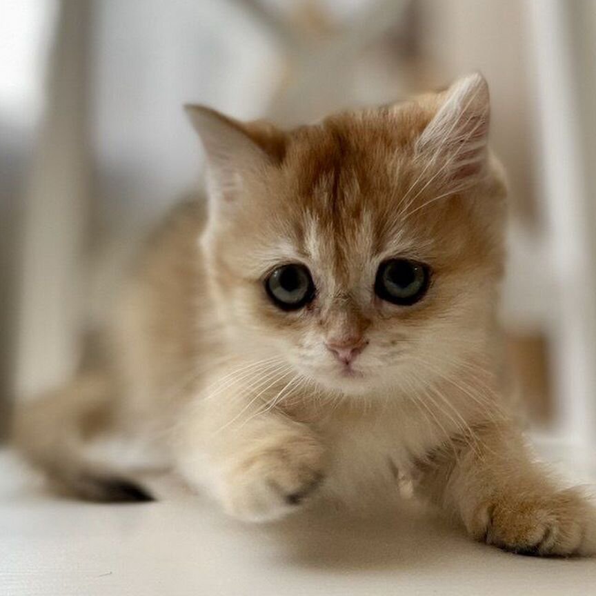Британский короткошёрстный котёнок