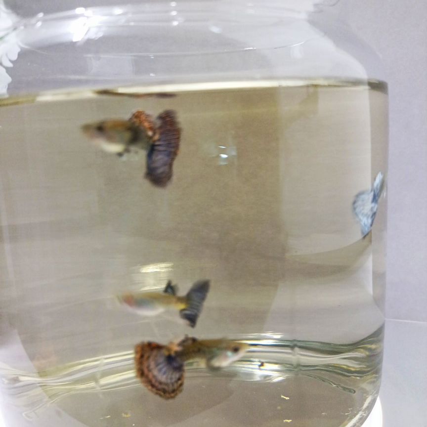 Гуппи чистая линия