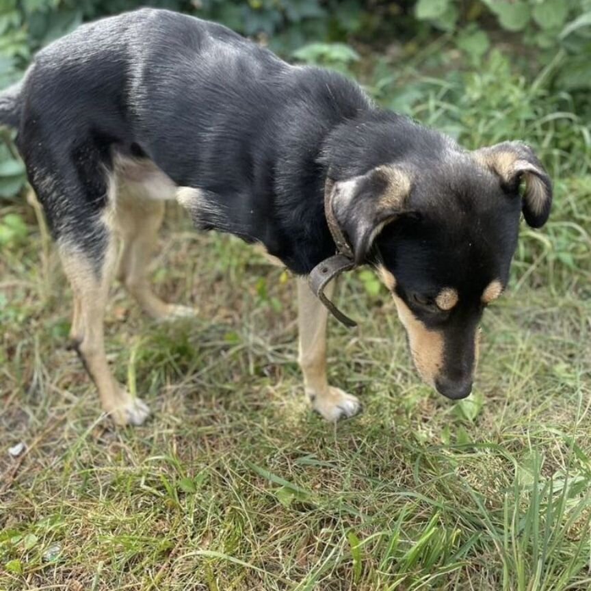 Особенная собака