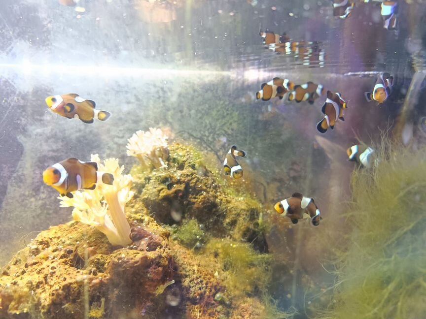 Морские рыбки