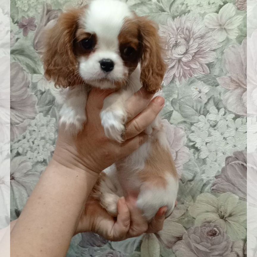 Кавалер кинг-чарльз-спаниель, щенок
