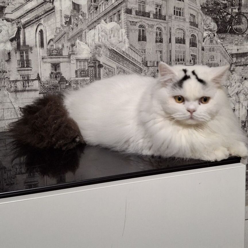 Котик британский длинношерстный