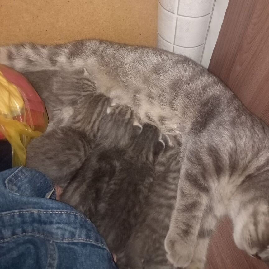 Шотландские вислоухие котята