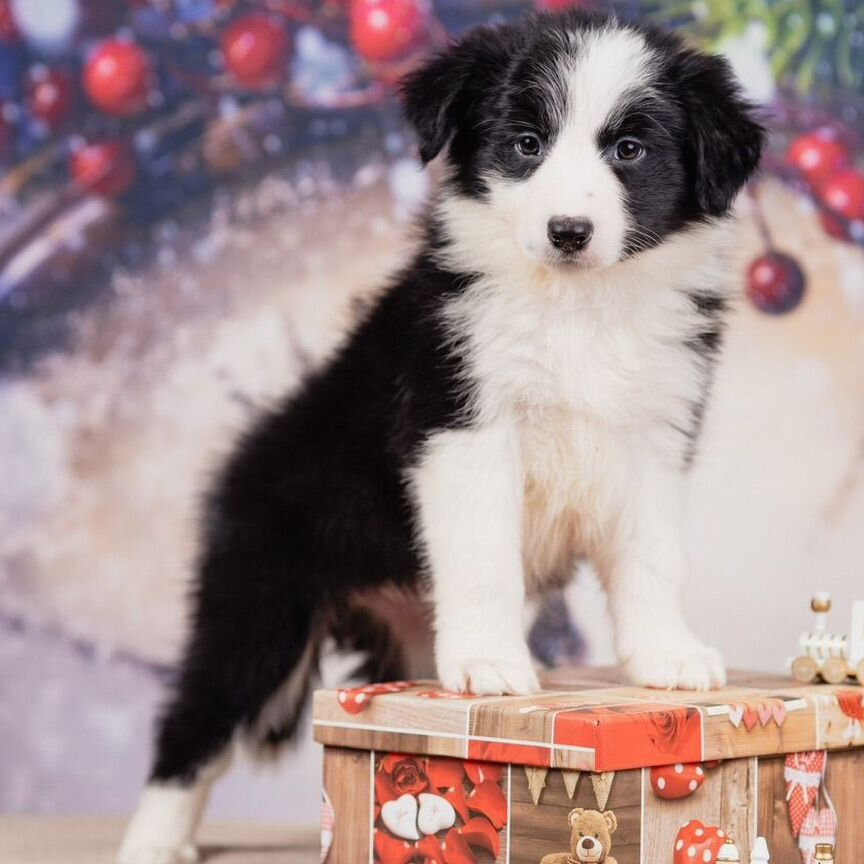 Бордер-колли, щенок