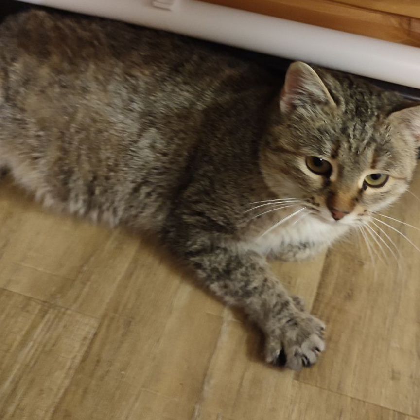 Взрослая, кошка в добрые руки