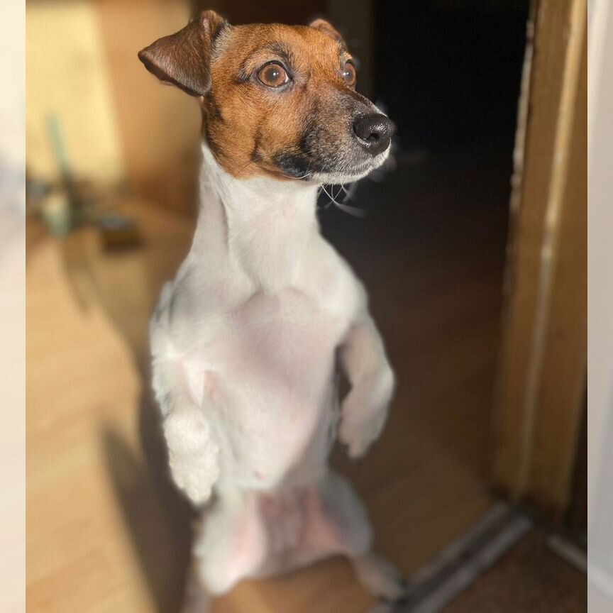 Джек-рассел-терьер, взрослая собака