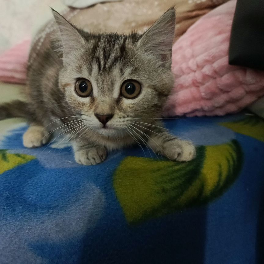 Отдам котёнка в добрые руки