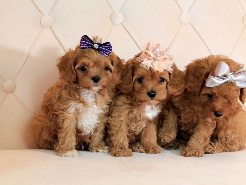 Модные собачки