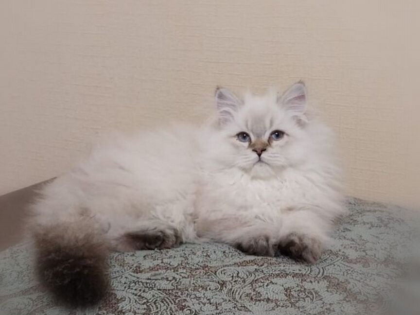 Шотландский котёнок 3 месяца