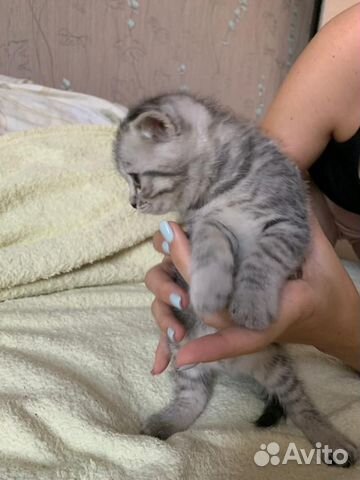 Шотландские вислоухие