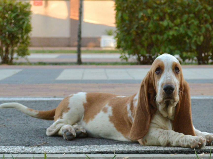 Щенок бассет хаунд