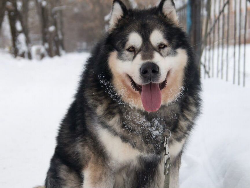 Шикарный маламут в добрые руки
