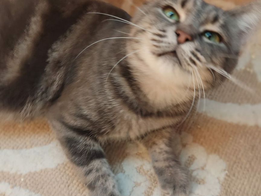 Кошка