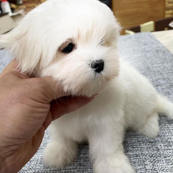 Щенок мальтезик