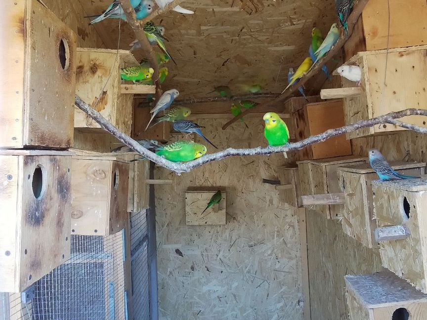 Попугаи, амадины