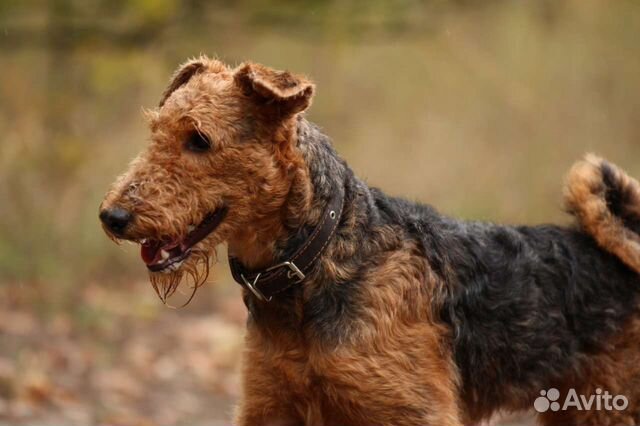 Эрдельтерьер, услуги по вязке