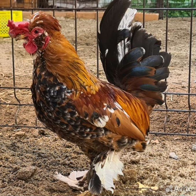 Алтайская бентамка петухи