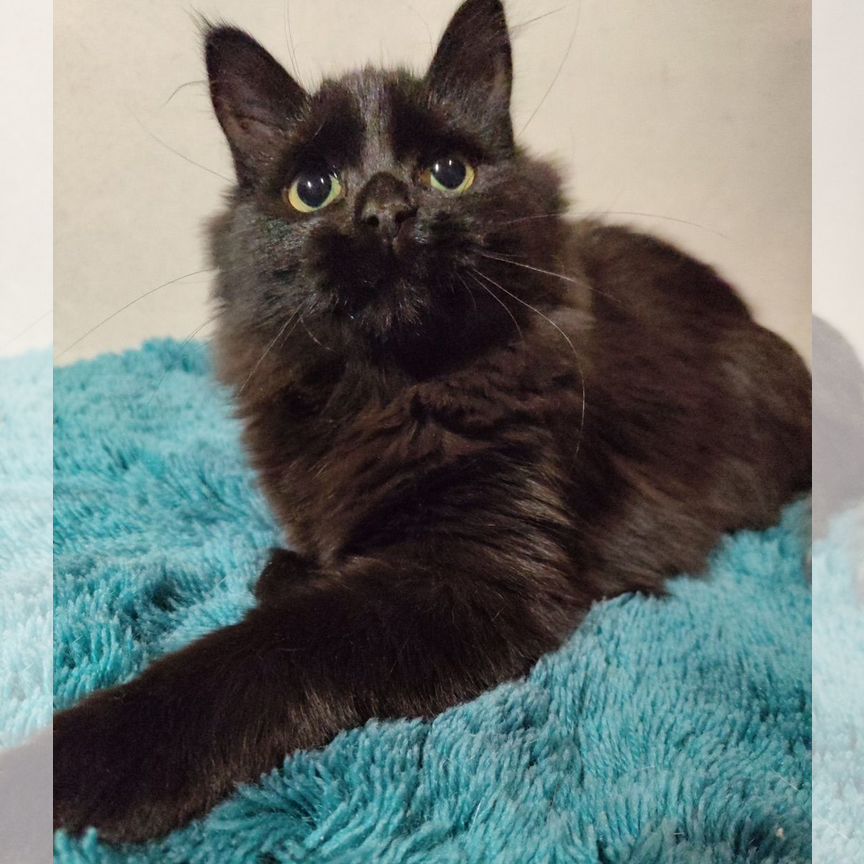 Кошка 6-7 мес