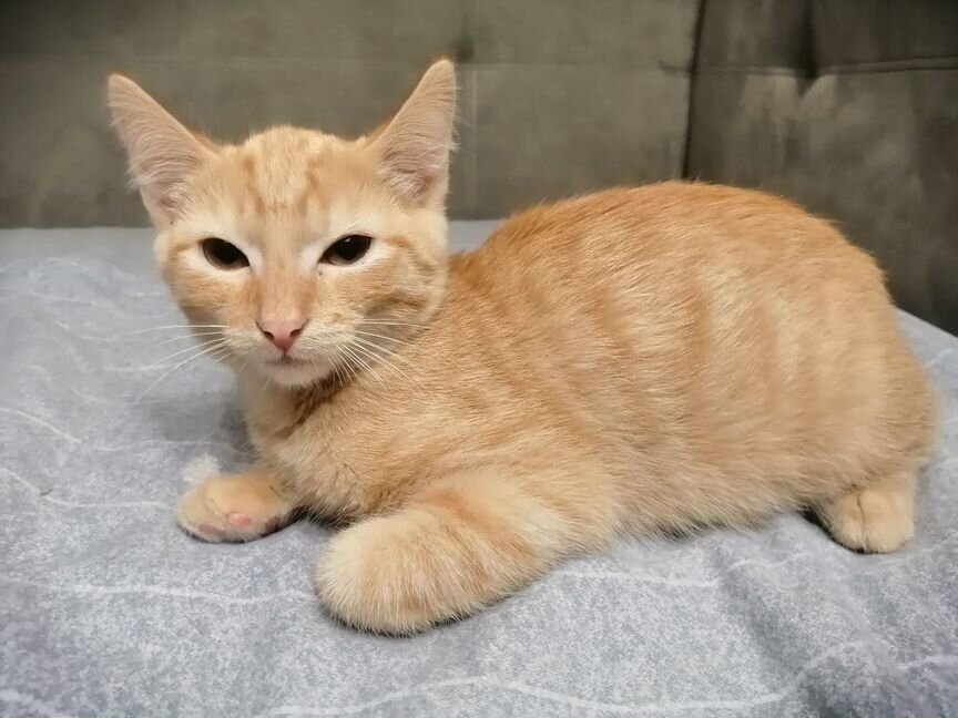 Отдам котенка в добрые руки