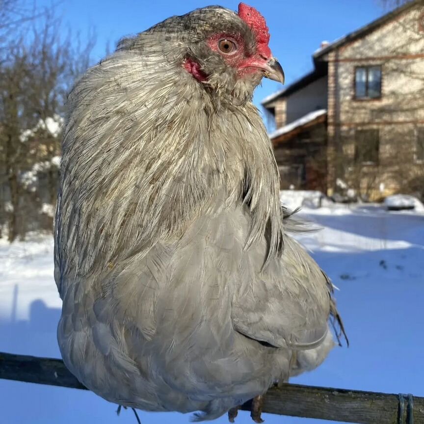Пeтух амеpукaha (лавaндa)
