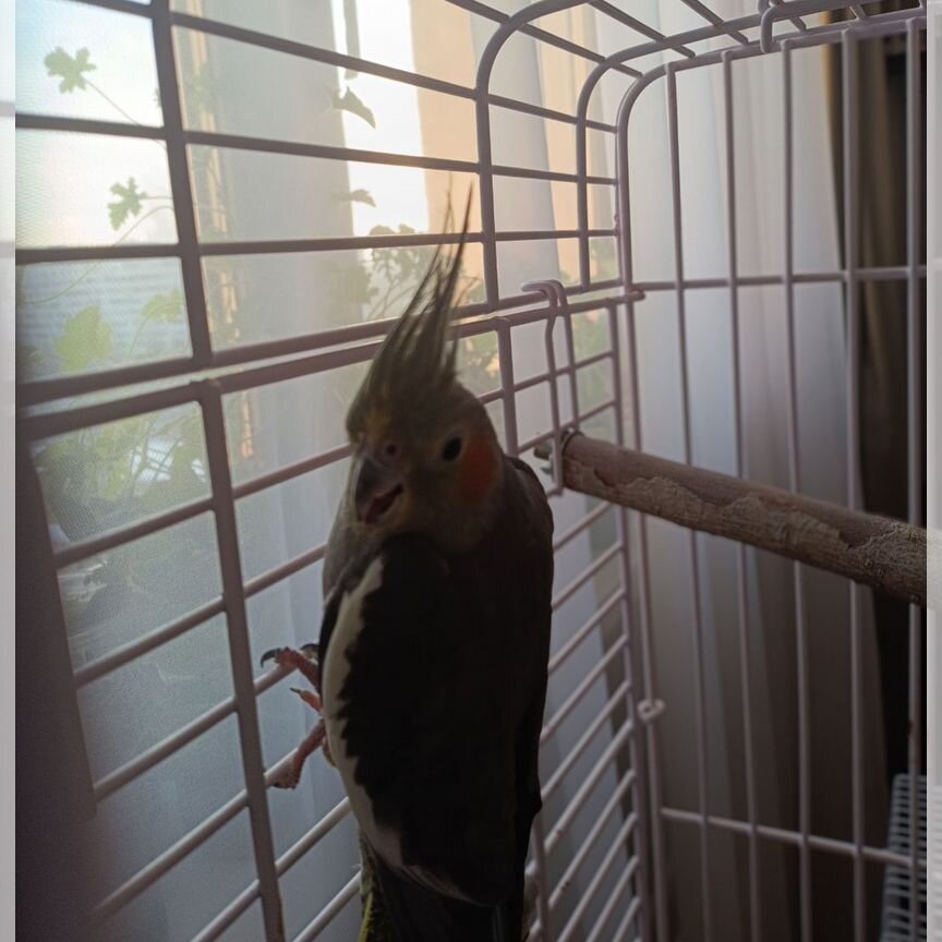 Попугай корелла. Самка