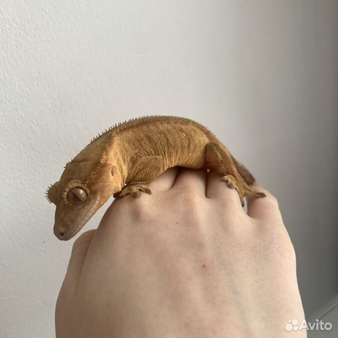 Бананоед самка