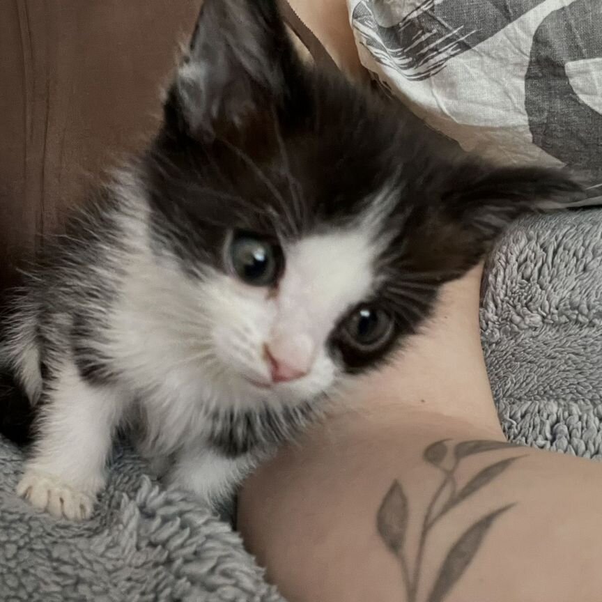 Котёнок в добрые руки