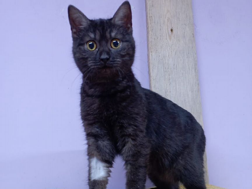 Кошка в дар бесплатно